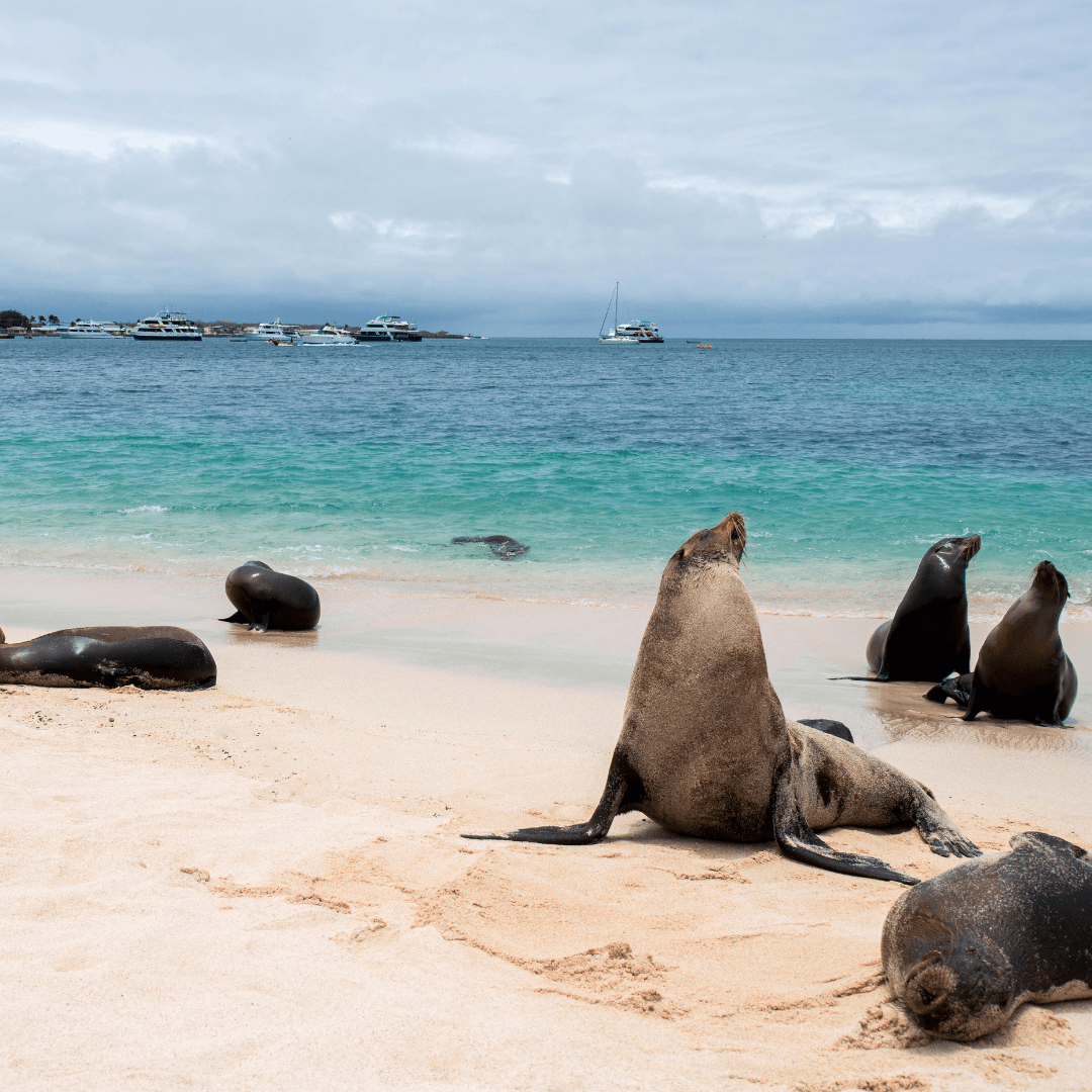 The Galapagos Islands Travel Guide - The Boho Traveller